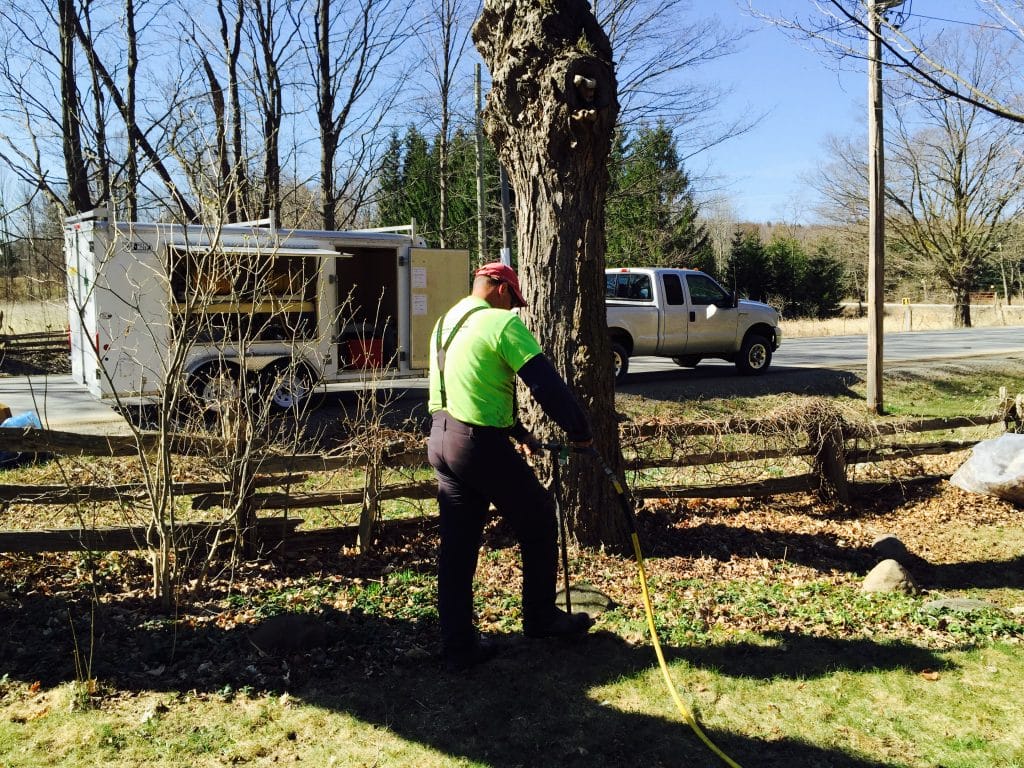Gallery of Tree Solutions | Green Industry Tree Service